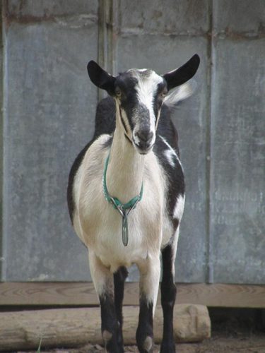 Which Goat is Best for Farming? - Grit